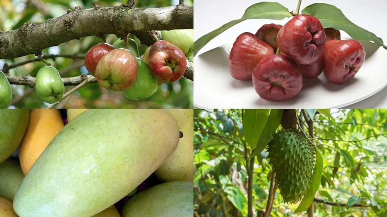 Ketahui Kalender Musim Buah di Indonesia untuk Nikmati Kelezatannya