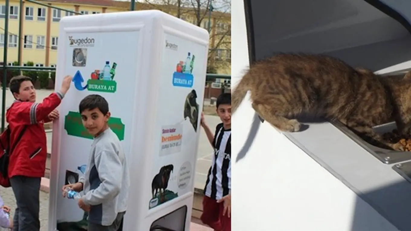 Di Turki, Kucing Dan Anjing Jalanan Dipelihara Oleh Negaranya ...