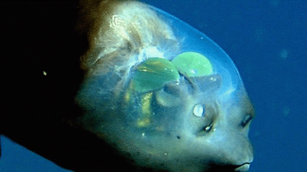 Transparan, Kamu Bisa Melihat Isi Kepala Ikan Ini - Lifestyle Fimela.com