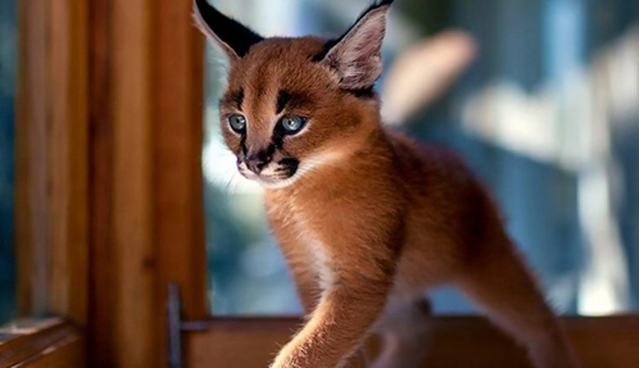 10 Kucing Paling Cantik di Dunia: Cute Banget & Bikin Gemas