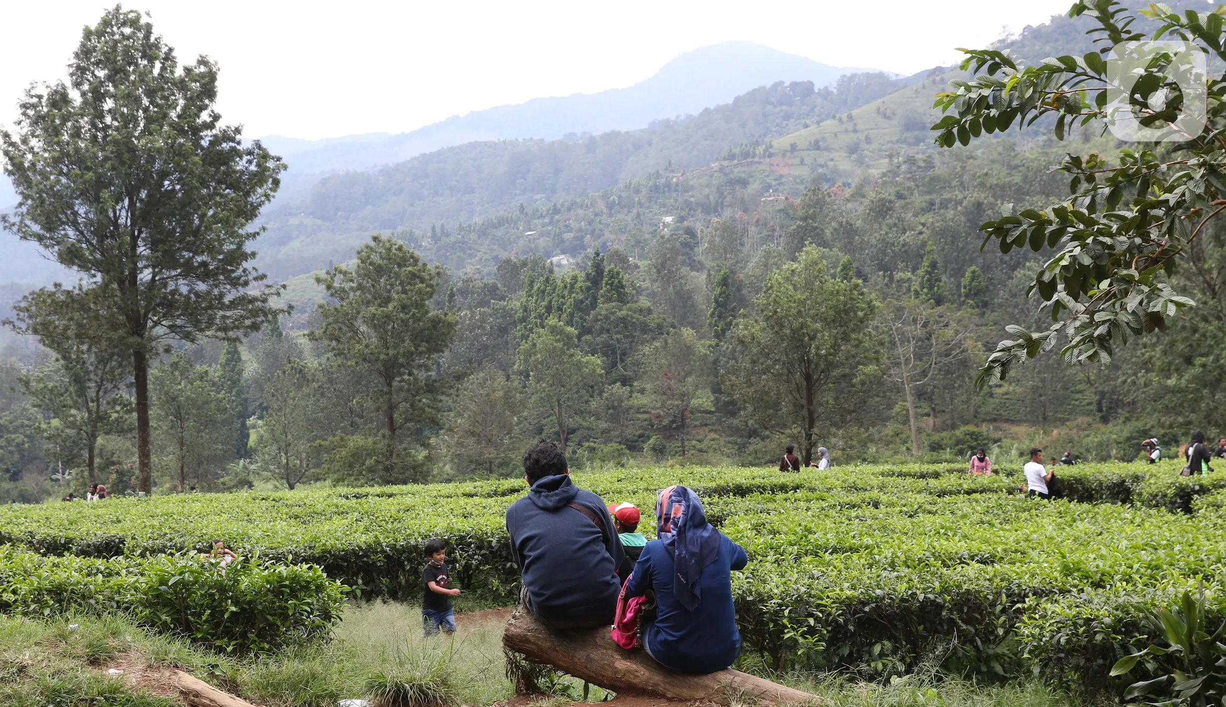FOTO: Libur Panjang Akhir Pekan, Warga Berwisata di Kawasan Kebun Teh ...