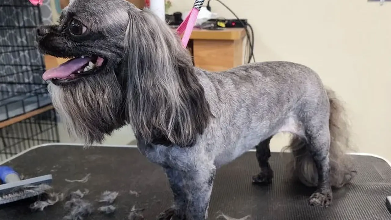 8 Potret Hasil Cukur Bulu Hewan Ini Nyeleneh Banget, Bikin Senyum ...