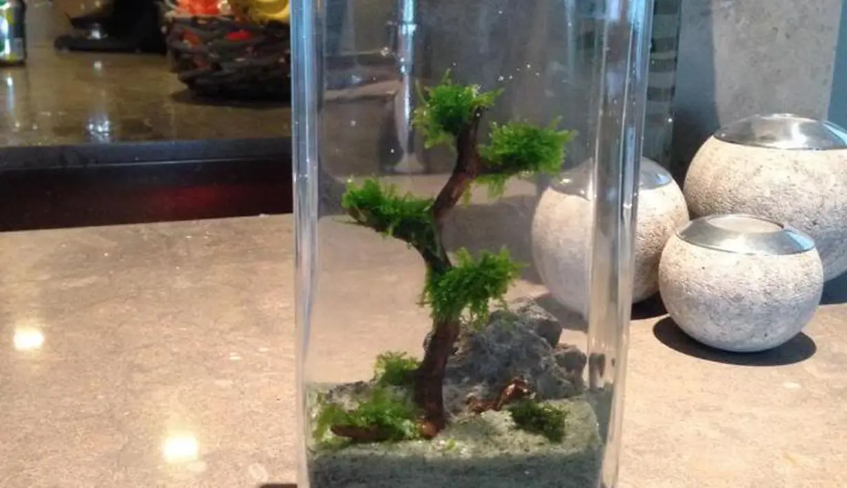 10 Ide Akuarium Cantik untuk Ruangan Sempit - Photo Fimela.com