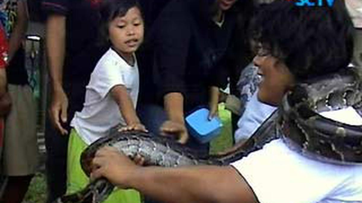 Berbagai Jenis Ular Dipertontonkan di Purwokerto - News Liputan6.com