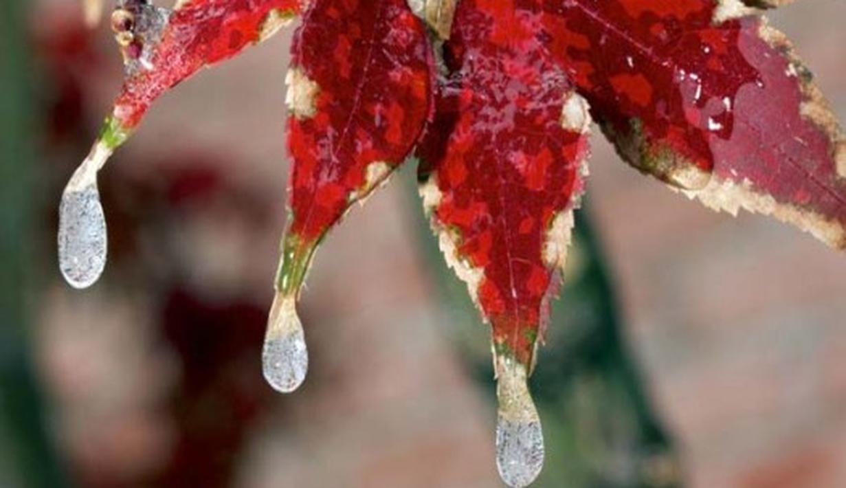 Indahnya Badai Salju Membekukan Bunga-Bunga Cantik Ini - Photo Fimela.com