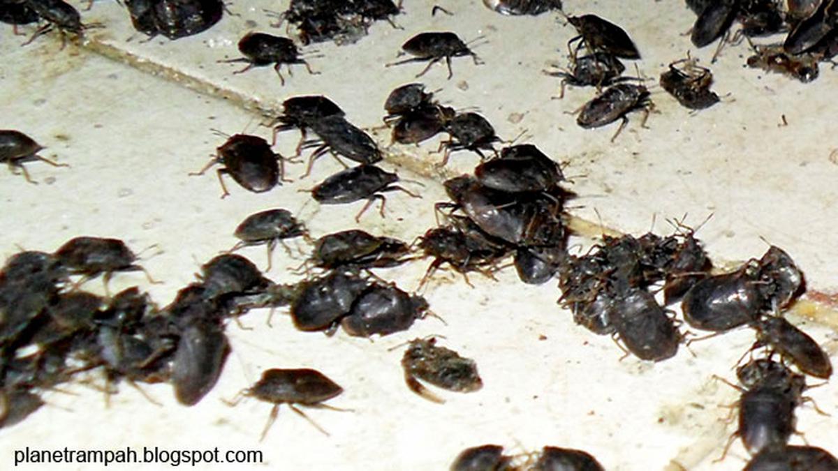 Serangan Kepindik Hitam di Polman Mengganas - News Liputan6.com