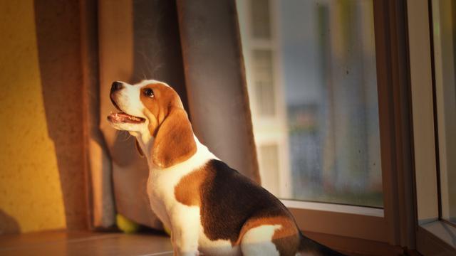 20 Gambar Anjing Lucu Kecil, Menggemaskan Menghibur Hati - Hot Liputan6.com