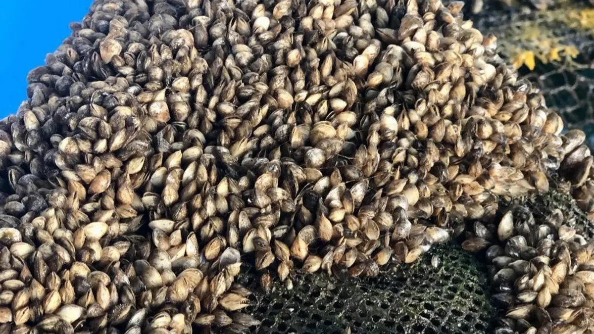 Berita ikan rucah Hari Ini - Kabar Terbaru Terkini | Liputan6.com