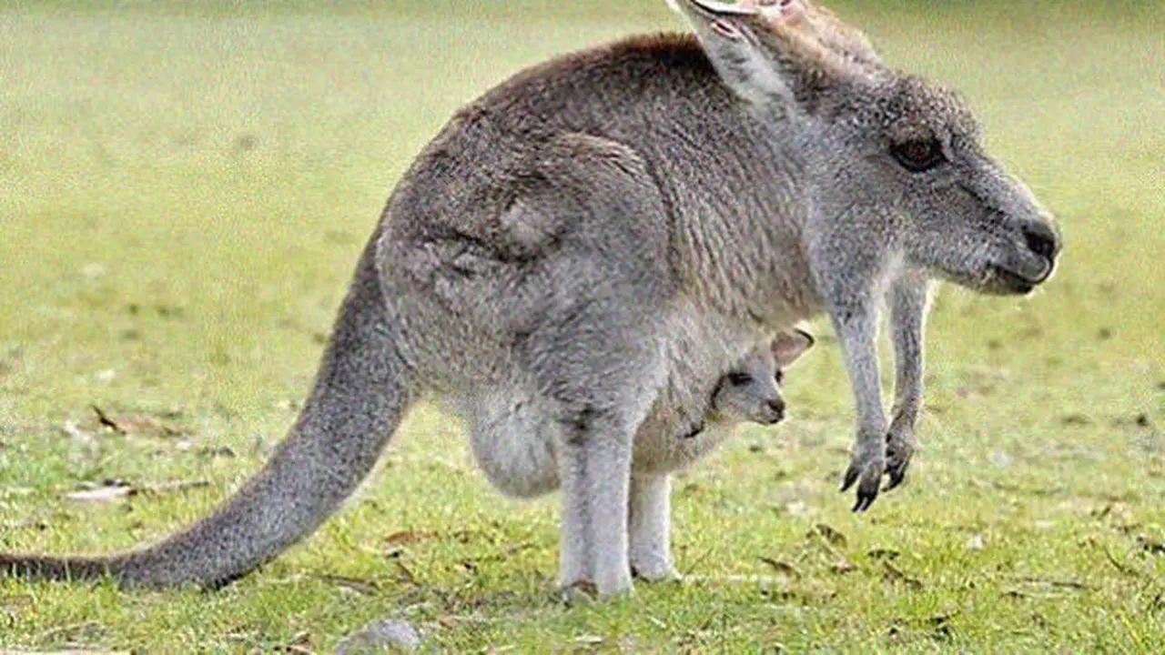 7 Potret Kocak Hewan Jika Tak Punya Leher, Ada yang Aneh Hingga Gemas ...