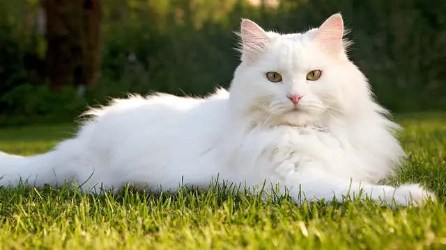 Ini 14 Ras Kucing Tercantik di Dunia yang Wajib Dimiliki Pecinta Hewan ...