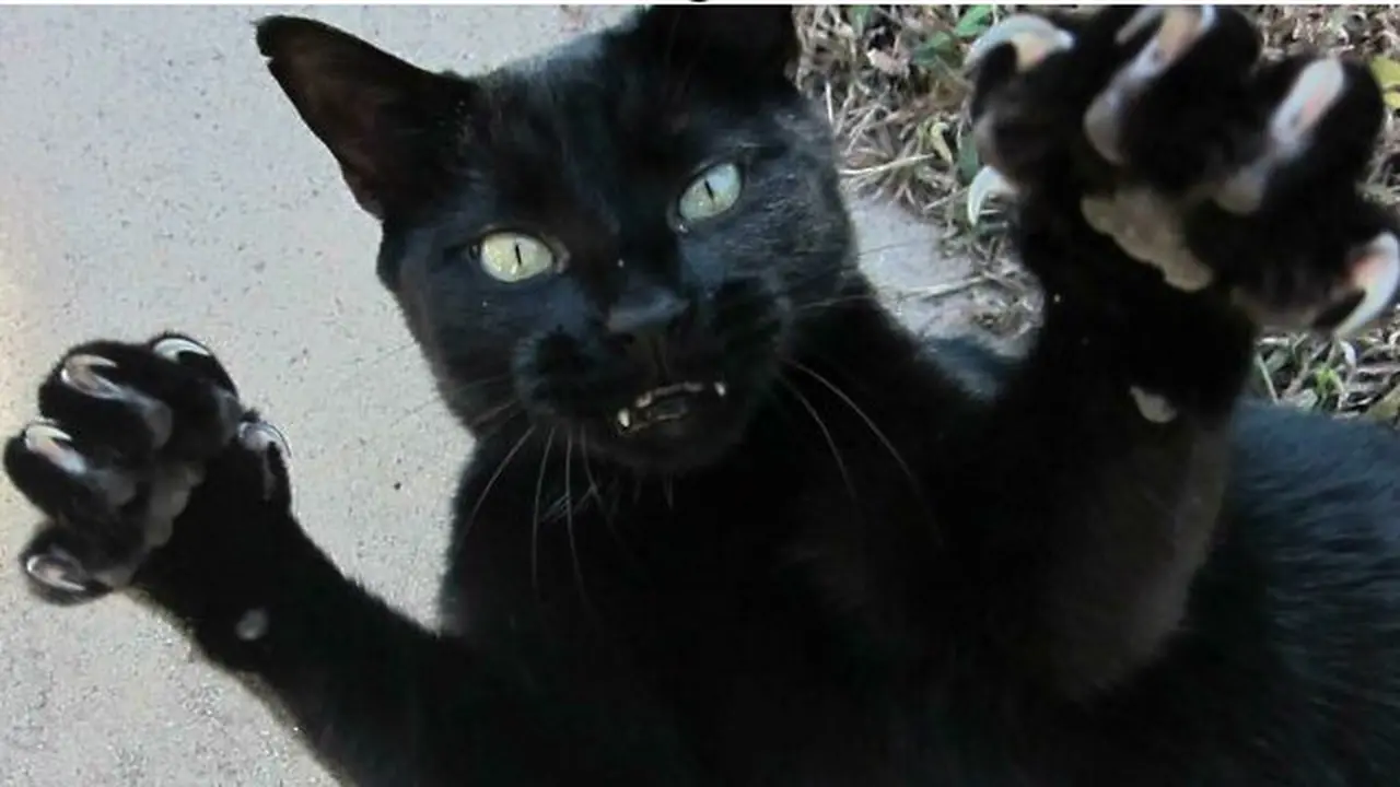 8 Potret Kucing dengan Cakar Tajamnya, Bikin Takut - Citizen6 Liputan6.com