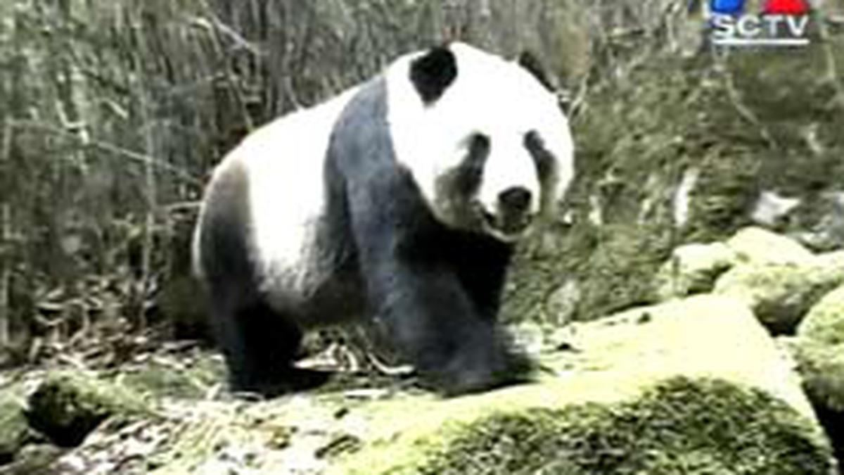 Populasi Panda di Cina Meningkat
