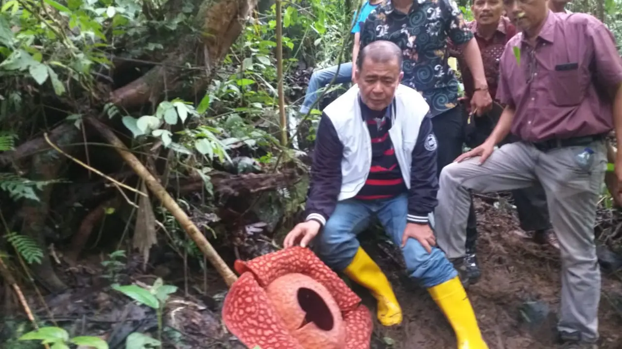 Pagi Nan Menawan Saksikan Mekarnya Bunga Rafflesia Terbesar di Dunia ...
