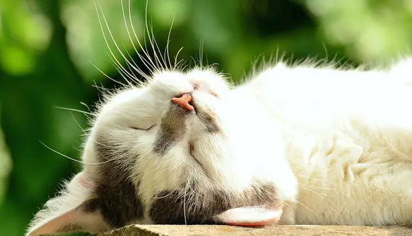 Cara Makan Nasi Putih yang Sehat: Tips Porsi, Lauk Pendamping, dan ...