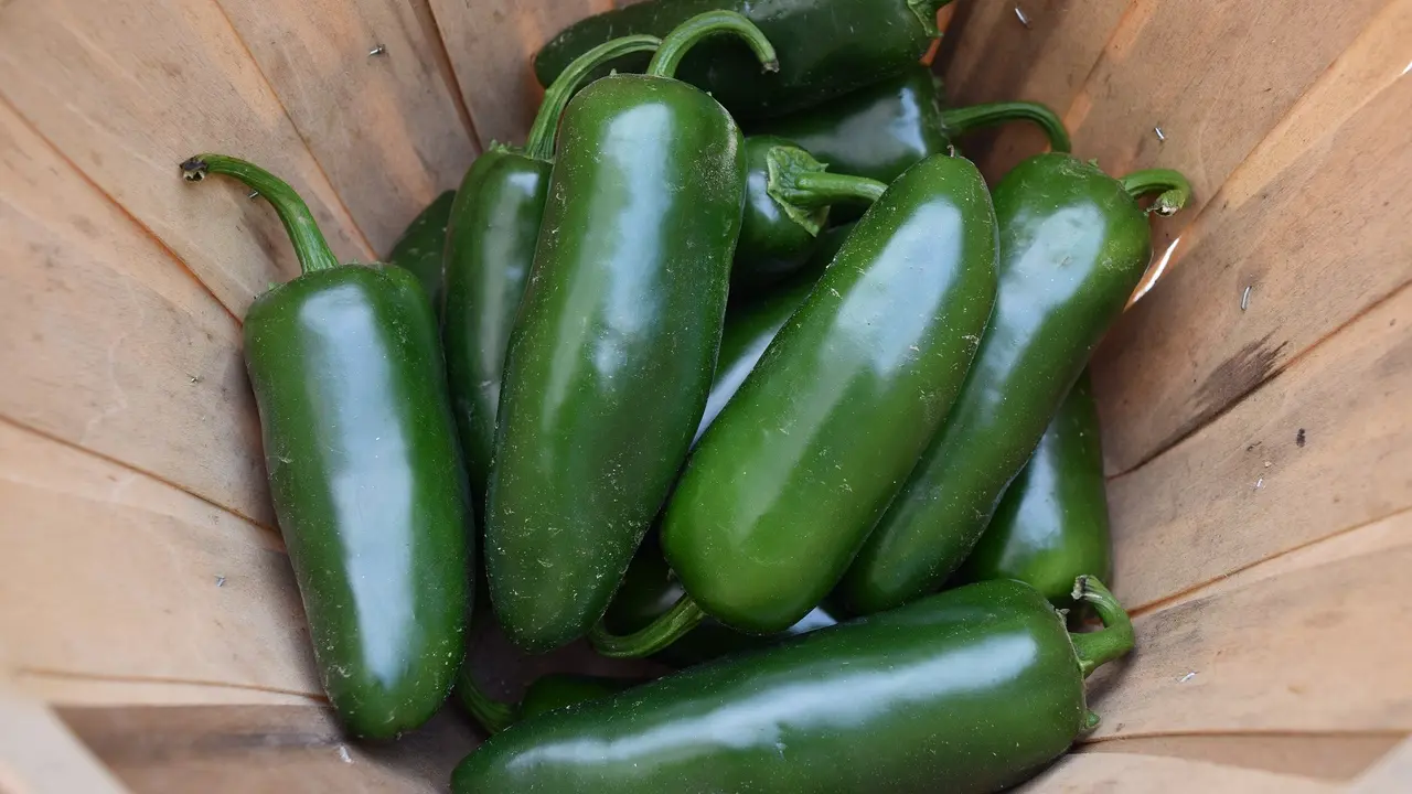 6 Jenis Cabai yang Mudah Ditanam di Kebun Rumah, Panen Melimpah - Hot ...