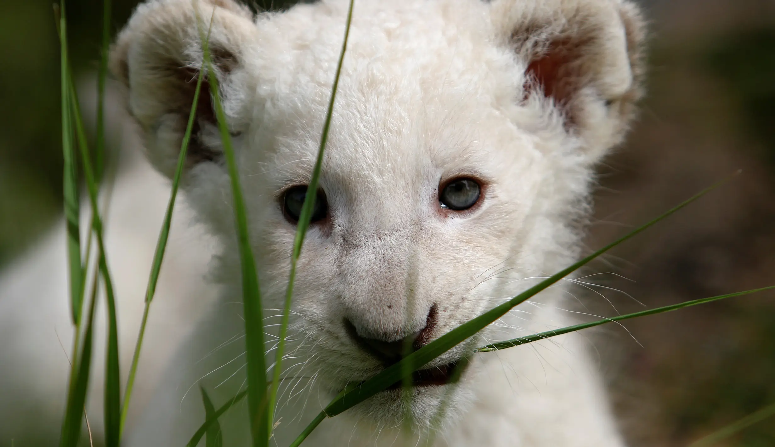 FOTO: Lucunya Simba, Bayi Singa Putih Langka yang Lahir di Siprus ...