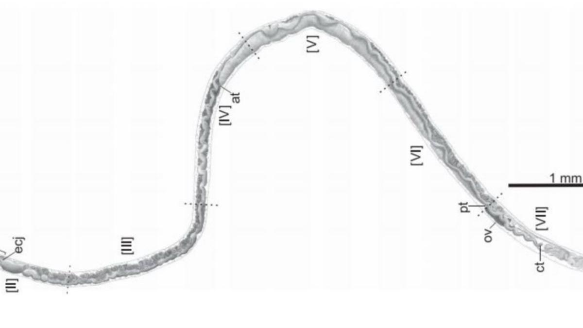 Ilmuwan Temukan Parasit 'Obama' dalam Darah Penyu - Global Liputan6.com