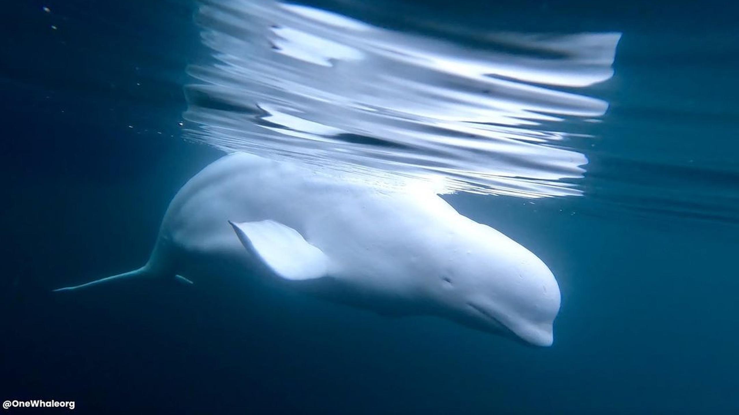 10 Fakta Menarik Paus Beluga, Sang Kenari Laut Arktik yang Memukau
