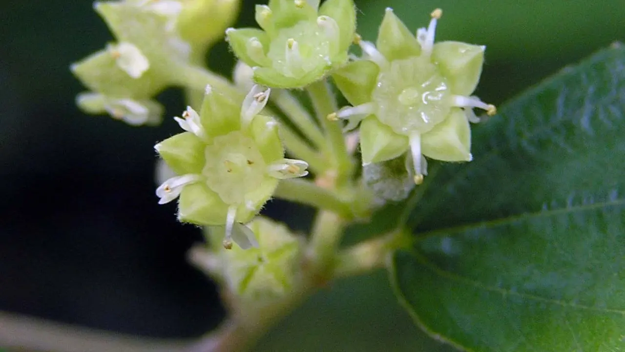 Ciri Pohon Bidara Arab Asli, Simak Cara Menanam, Merawat dan Manfaat ...