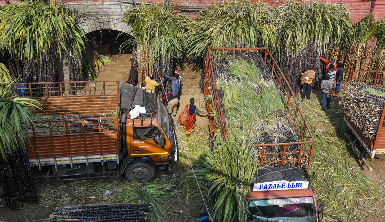 FOTO: Berburu Tebu Jelang Festival Panen Makar Sankranti - Foto ...