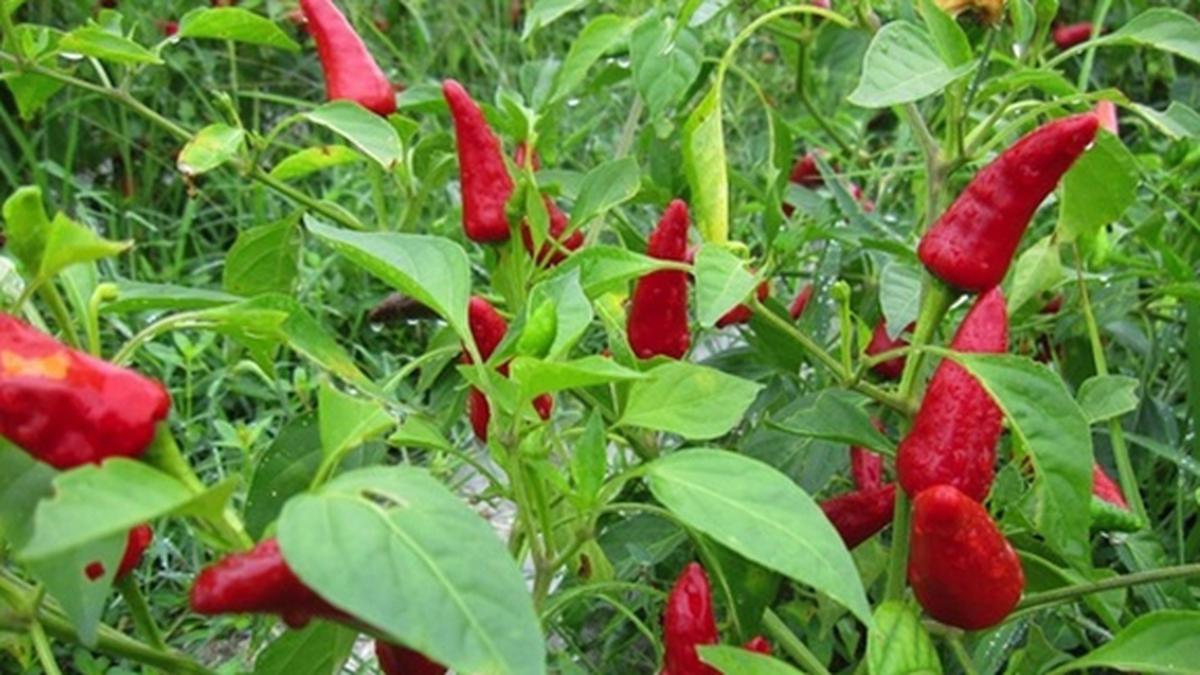 Inilah Jenis Cabe Paling Pedas di Dunia - Beauty Fimela.com
