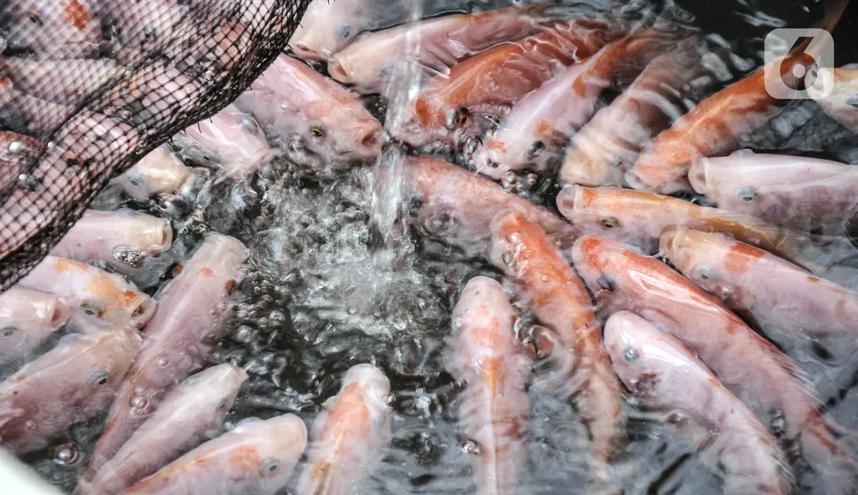 FOTO: Budi Daya Ikan untuk Menjaga Ketahanan Pangan di Masa Pandemi ...