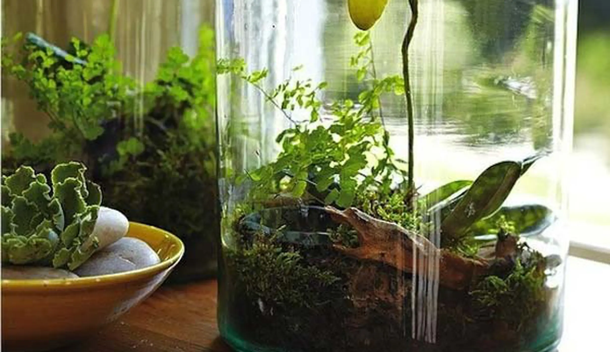 12 Ide Kebun Mini untuk Membuat Ruangan Terasa Lebih Segar - Photo ...