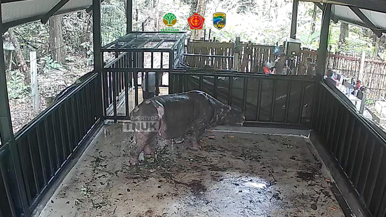 Anak Badak Jawa Baru Terekam Kamera Jebak di TN Ujung Kulon, Pengobat ...