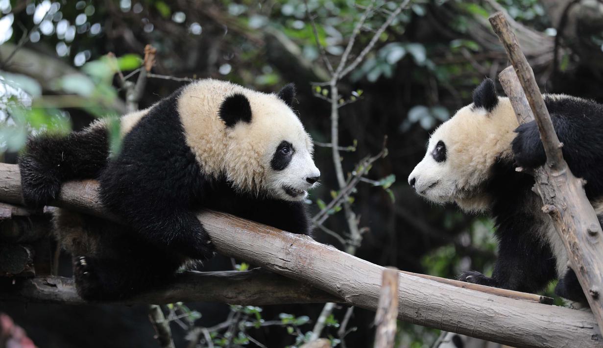 FOTO: Peringatan Hari Panda Internasional di Chengdu - Foto Liputan6.com