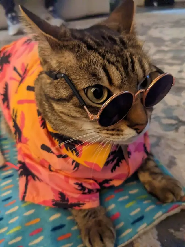 6 Potret Kucing Saat Berada di Pantai, Healing-Healing Lucu - Hot ...