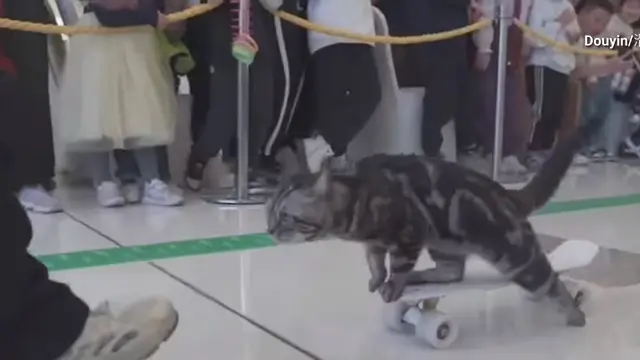 Kucing Ini Cetak Rekor Dunia Main Skateboard Tercepat, Latihan Setahun ...