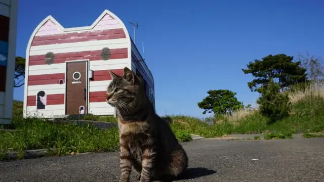 Pecinta Kucing, Ini 5 Pulau di Jepang yang Cocok Jadi Tujuan Wisata ...