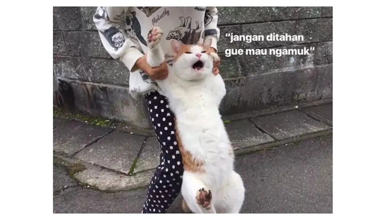 8 Potret Meme Kucing saat Emosi Ini Justru Bikin Gemas - Hot Liputan6.com