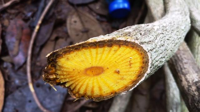 5 Manfaat Tanaman Akar Kuning, Benarkah Bisa untuk Kesehatan Liver?