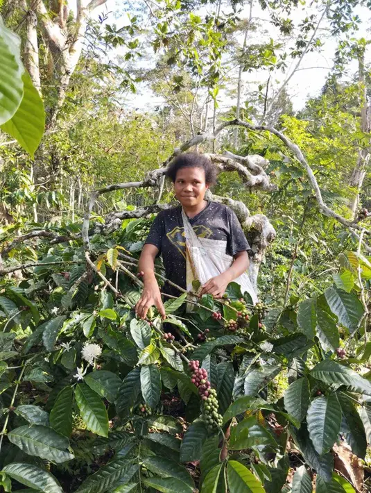 ‘Klasterkuhidupku’ Kopi Ambaidiru dari Papua Terus Berkembang dan Mampu ...