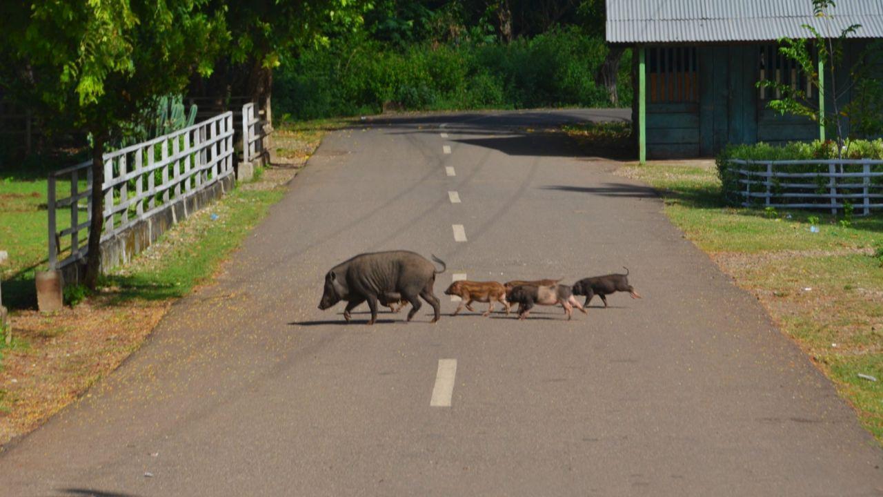 Tahun Ini Jalan Lingkar Pulau Babar Tersambung Seluruhnya