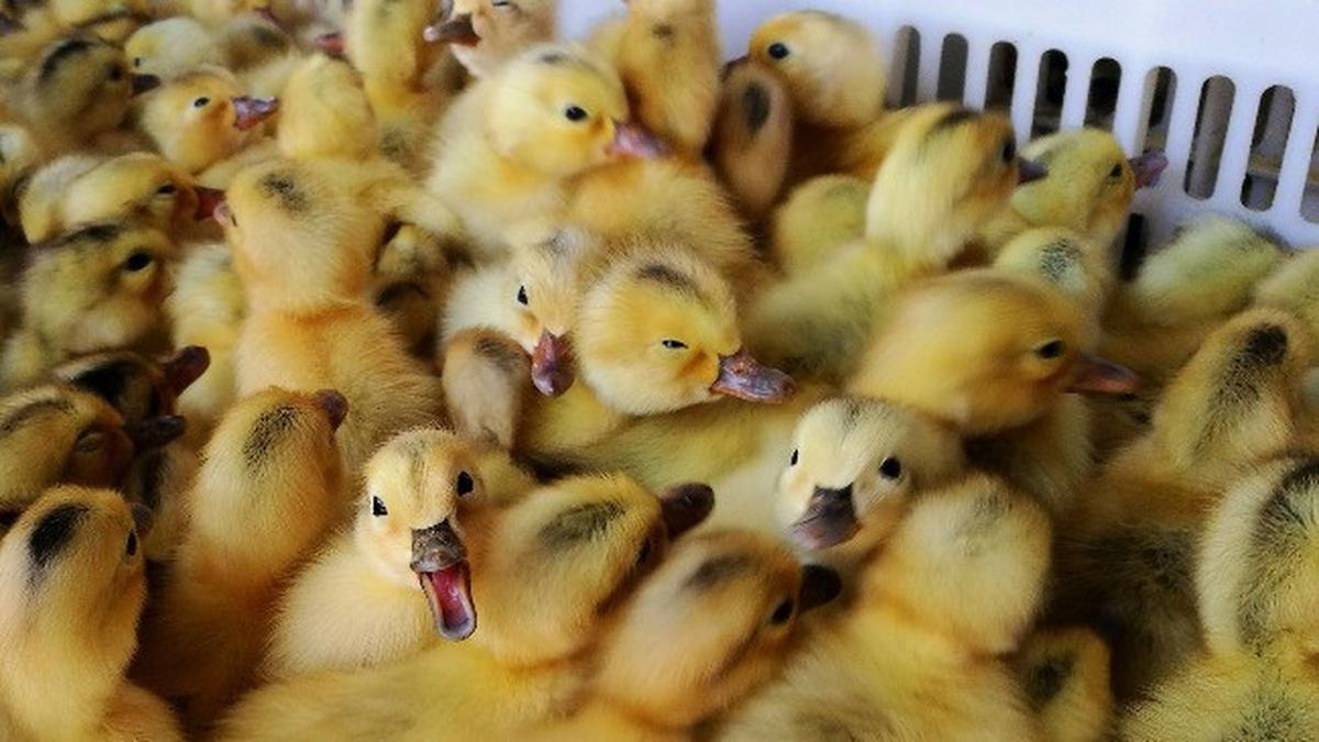 Pacu Itiak, Lomba Menerbangkan Itik ala Masyarakat Payakumbuh