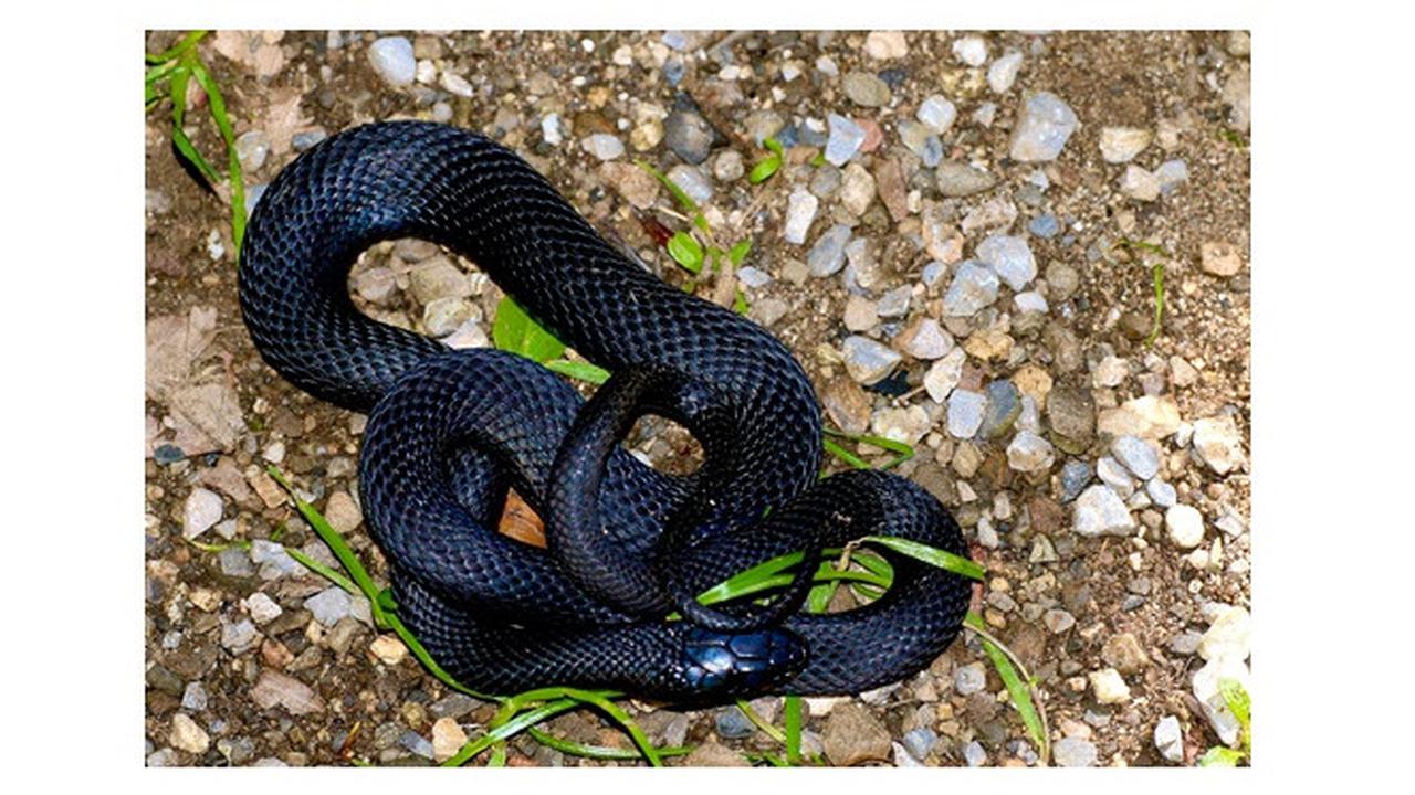12 Spesies Ular Hitam yang Kerap Sembunyi di Kebun Rumah, Kenali Cirinya