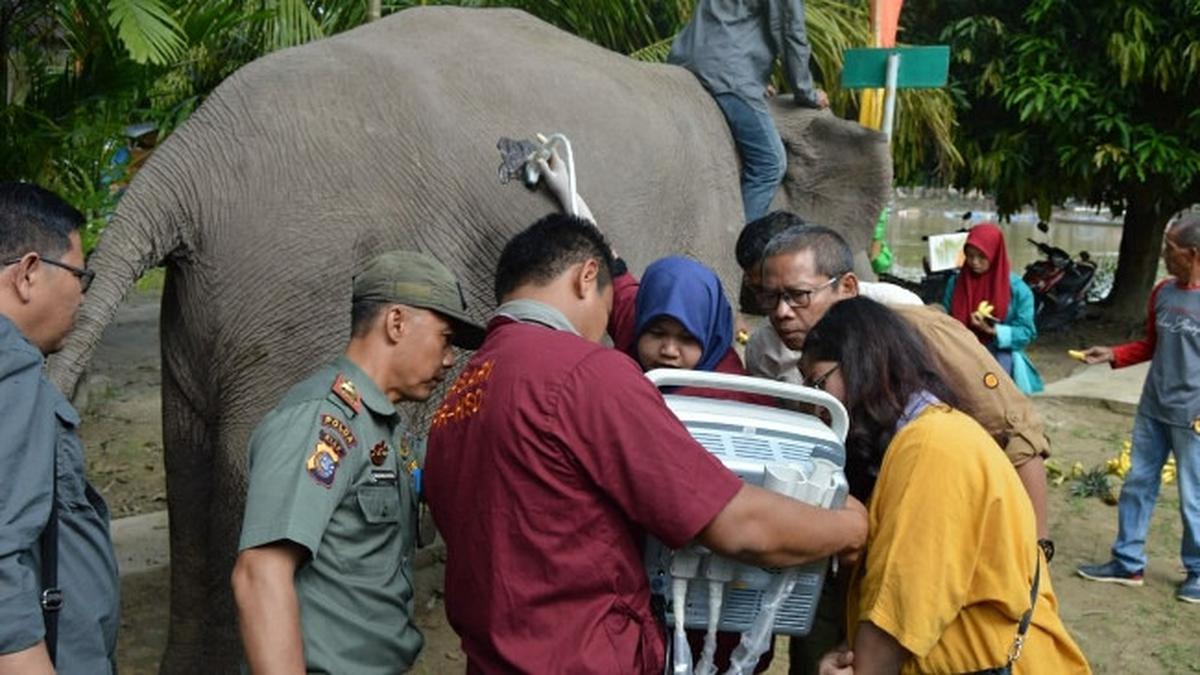 Hore, Akhirnya Ngatini Si Gajah Sumatra Hamil 4 Bulan - Regional ...