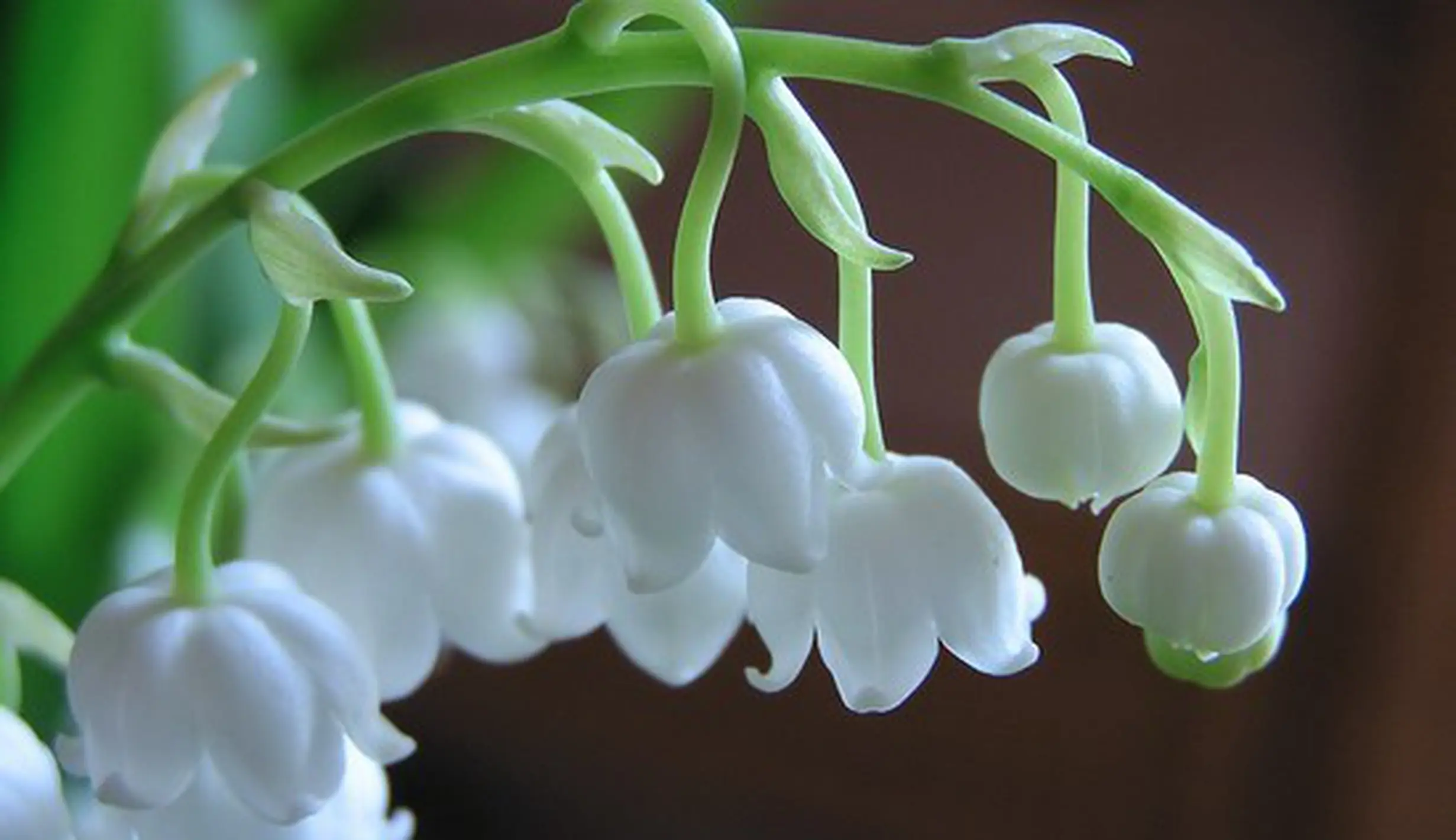 Ini Dia Bunga-Bunga Tercantik Di Dunia - Photo Fimela.com