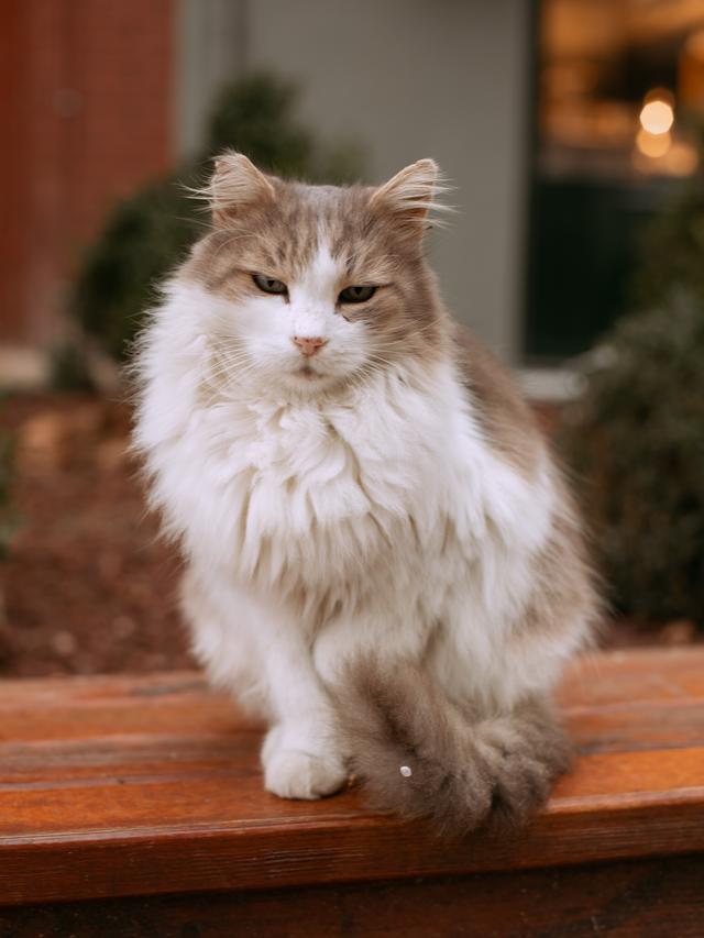 12 Jenis Kucing Besar yang Bisa Dipelihara dan Harganya - Hot Liputan6.com