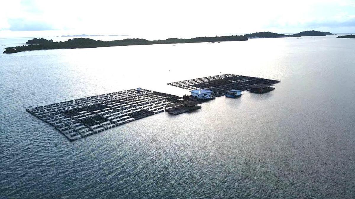 KKP Segel 2 Hektar Keramba Jaring Apung di Batam - Bisnis Liputan6.com