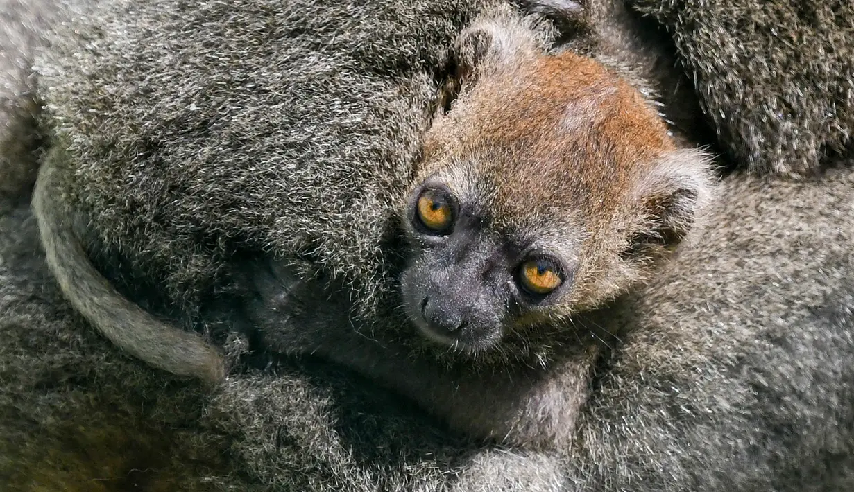FOTO: Bayi Lemur yang Terancam Punah Lahir di Paris - Foto Liputan6.com