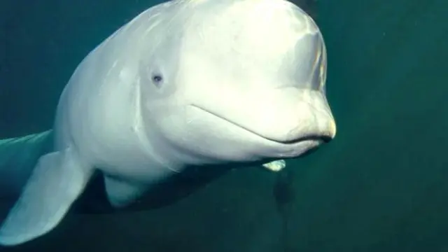 Paus Beluga Diduga Mata-mata Rusia Ditemukan Mati Mendadak di Perairan ...