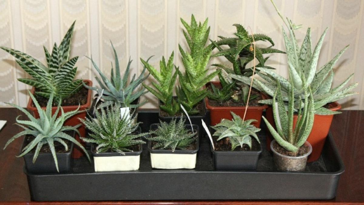 6 Tanaman yang Membuat Meja Kerja Terlihat Elegan - Lifestyle Liputan6.com