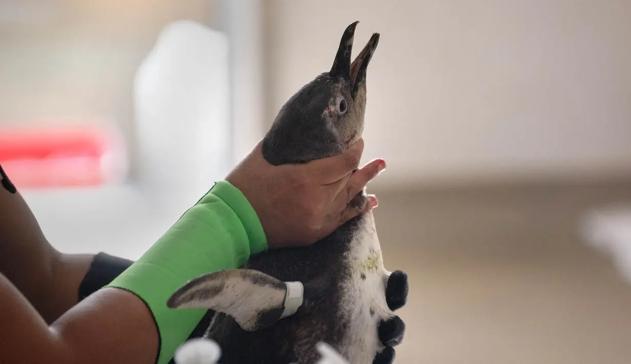 Misi Penyelamatan Penguin Afrika dari Kepunahan - Foto Liputan6.com