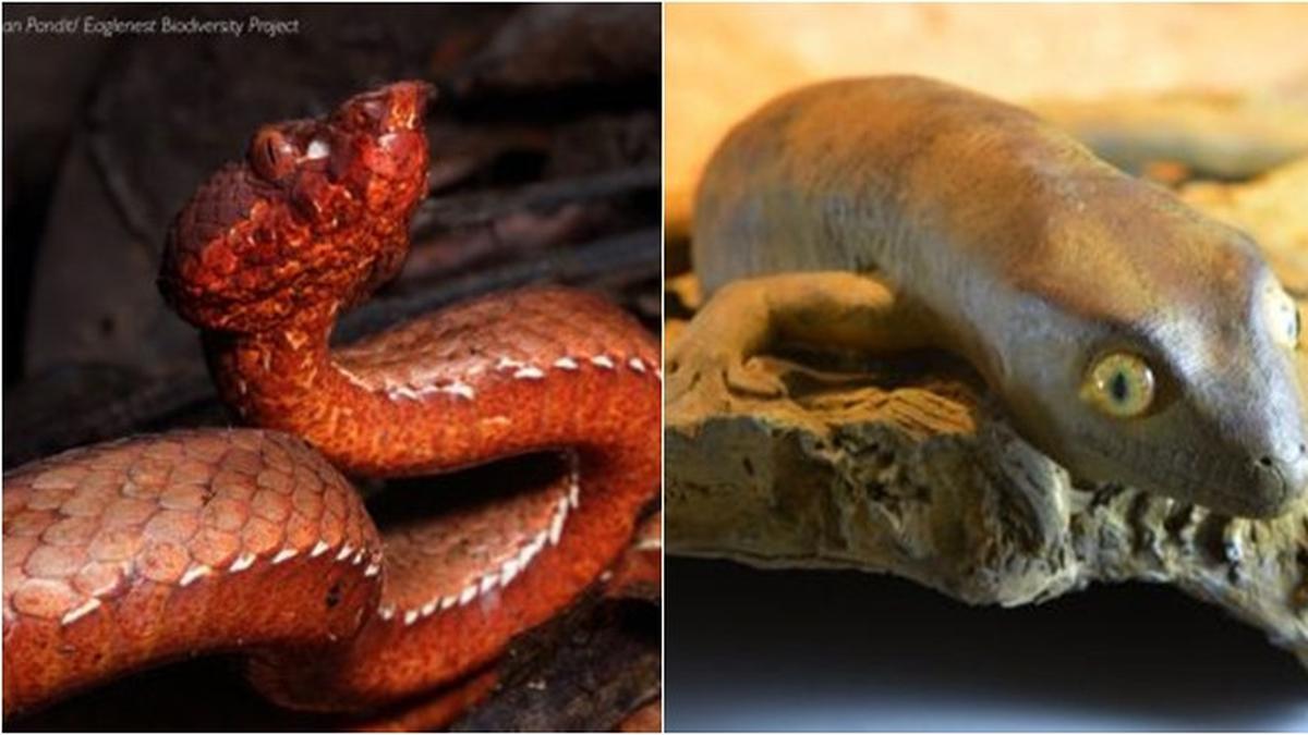 6 Spesies Hewan Ini Tak Pernah Terlihat Lagi Sejak Ditemukan, Hanya ...