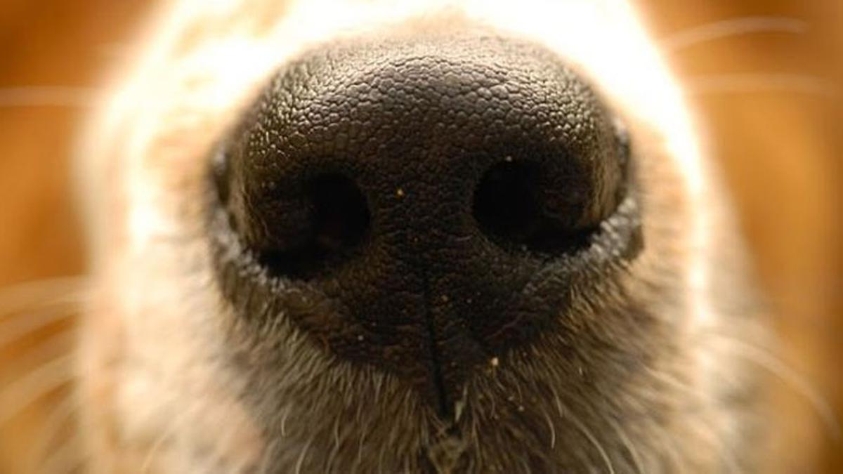 Anjing Bisa Endus USB Flashdisk Berbau Pornografi - Tekno Liputan6.com