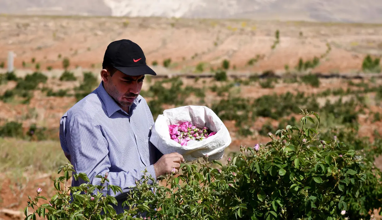 FOTO: Panen Mawar Damask di Suriah - Foto Liputan6.com