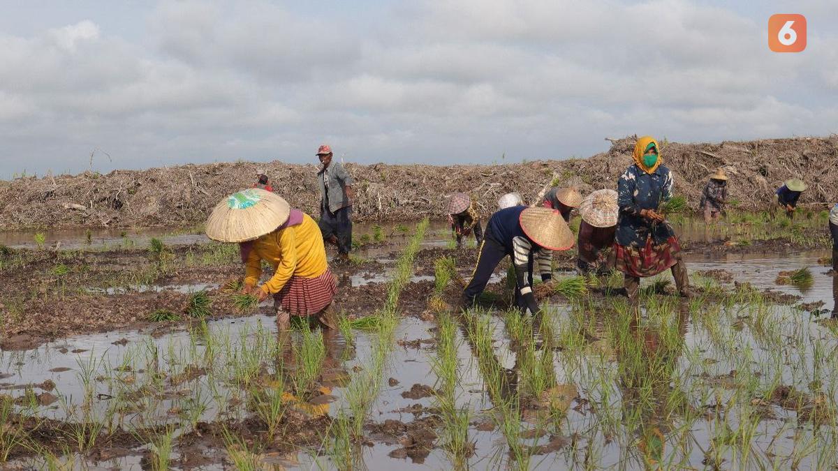 Berita Herbisida Hari Ini - Kabar Terbaru Terkini | Liputan6.com